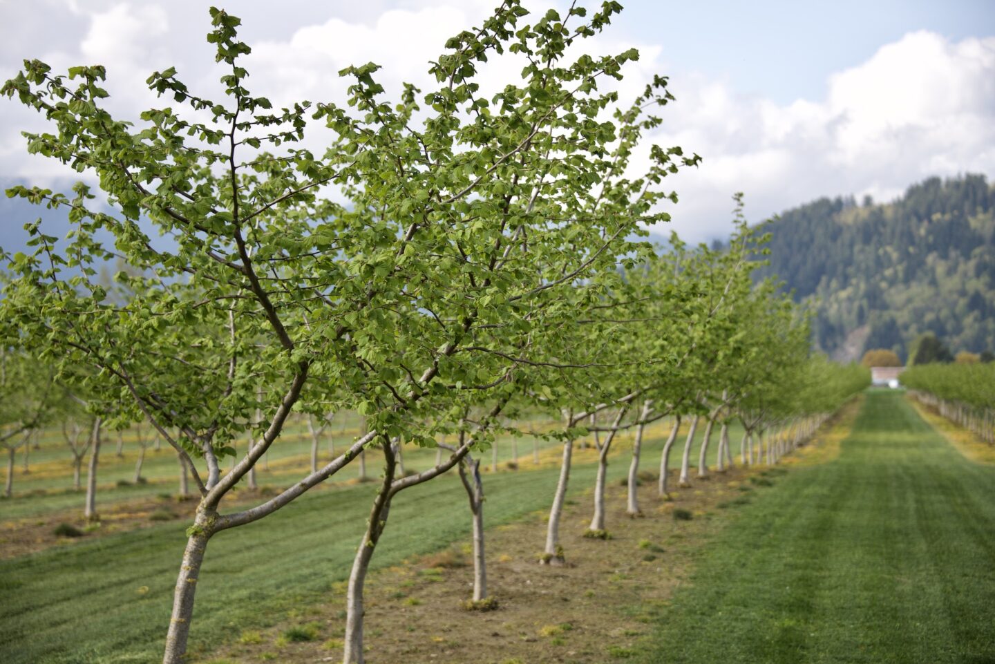Making Connections - The Resilient Farmers Behind Our BC Grown ...