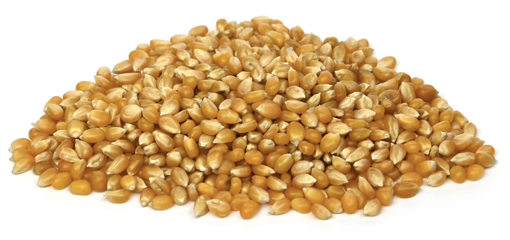 *NEW* Popping Corn – Yellow, Butterfly – ORGANIC | Rancho Vignola